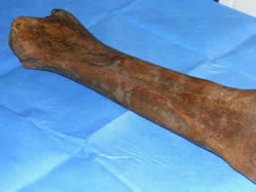 Giant Short-Faced Bear | University of Iowa Museum of Natural History ...