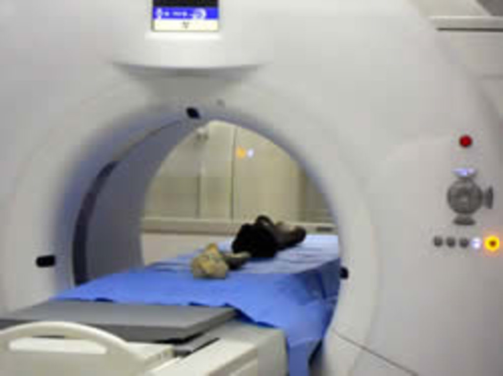 Giant Short-Faced Bear | University of Iowa Museum of Natural History ...