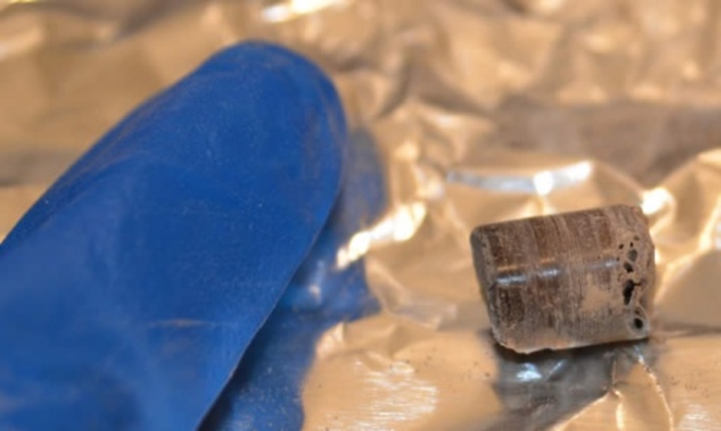 Giant Short-Faced Bear | University of Iowa Museum of Natural History ...