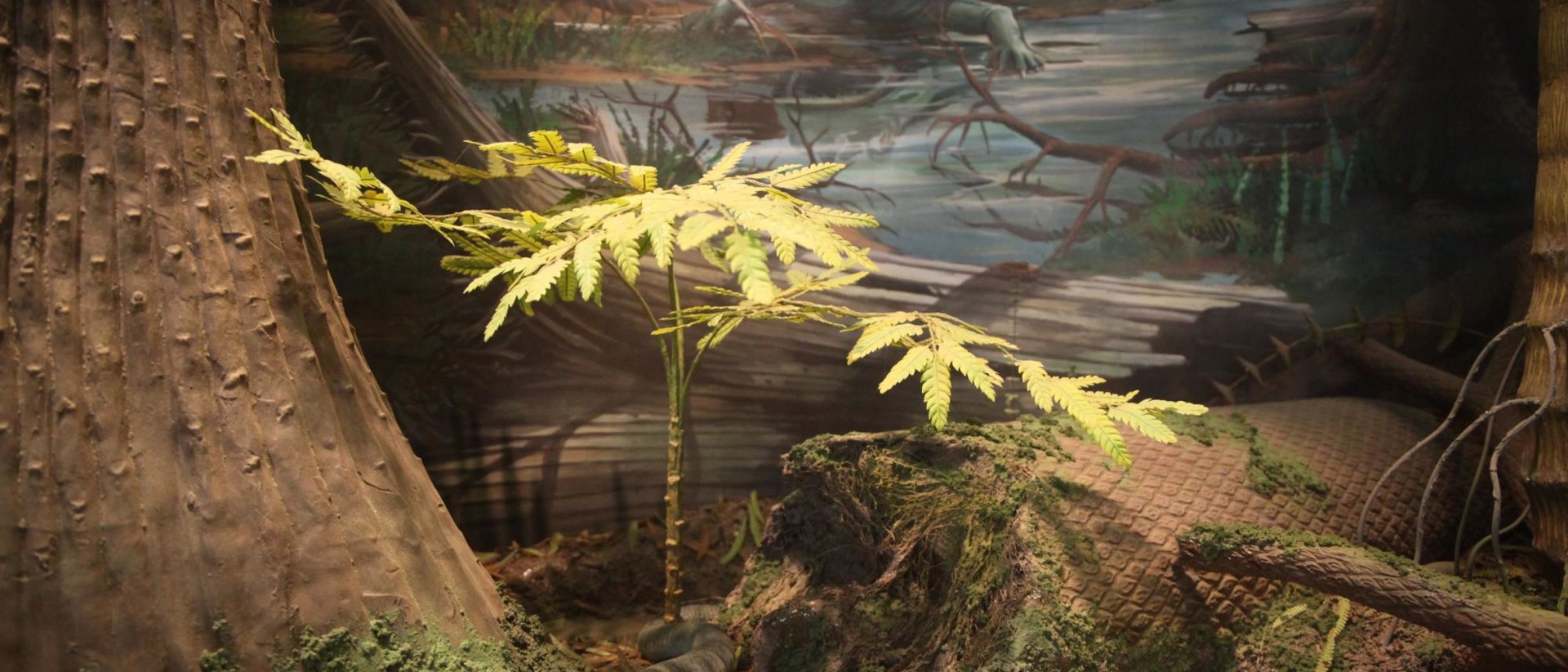 Pennsylvanian Coal Swamp | University of Iowa Museum of Natural History ...